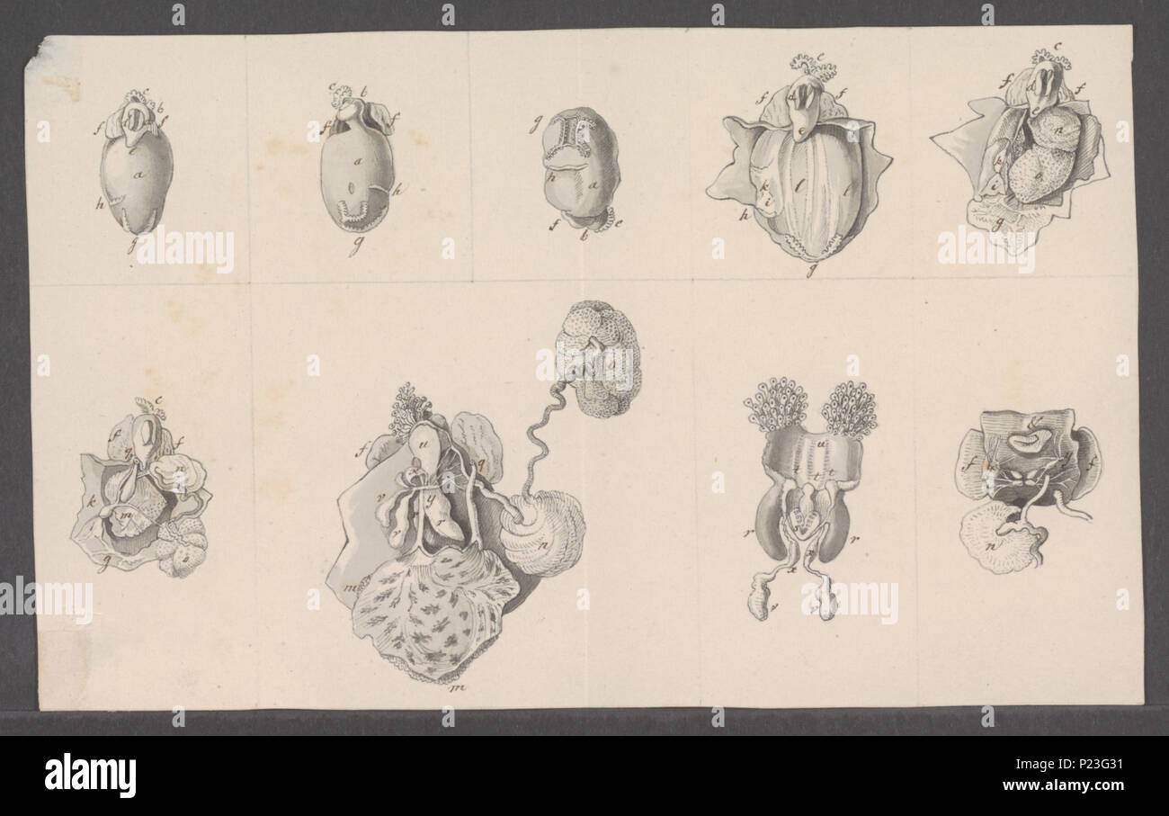 Pneumoderma hi-res stock photography and images - Alamy