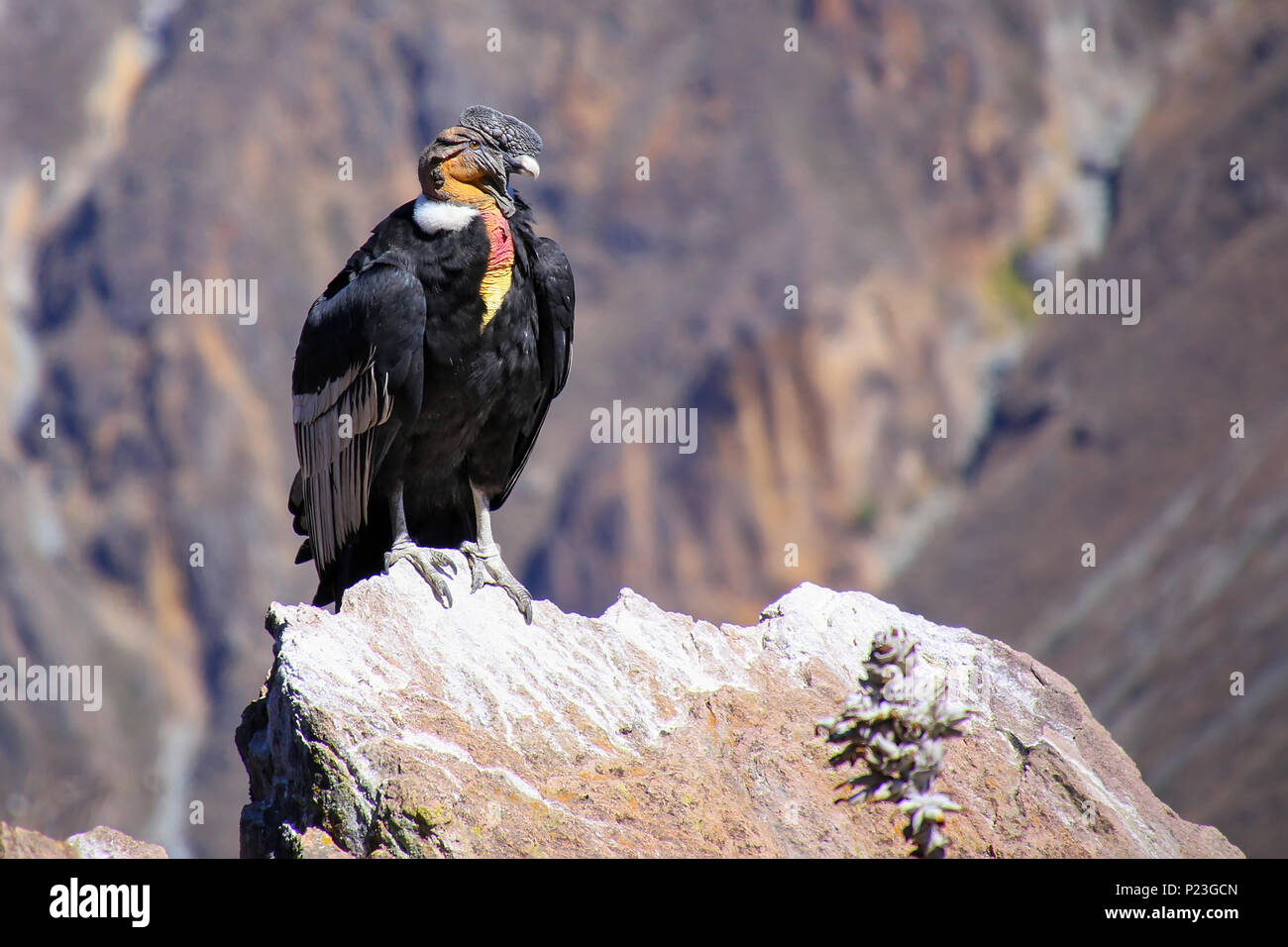 Andean Condor (Vultur gryphus) sitting at Mirador Cruz del Condor in ...
