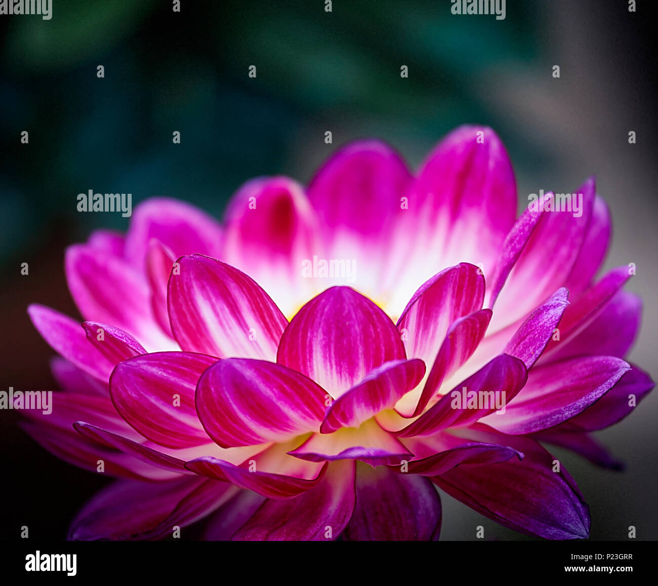 Isolated flora hi-res stock photography and images - Alamy