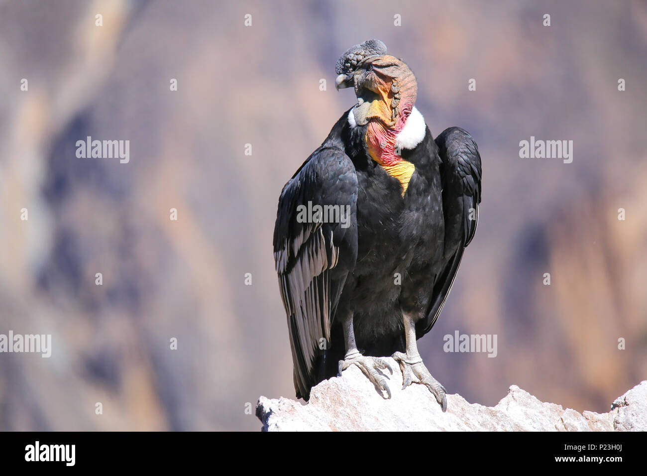 Andean Condor (Vultur gryphus) sitting at Mirador Cruz del Condor in ...