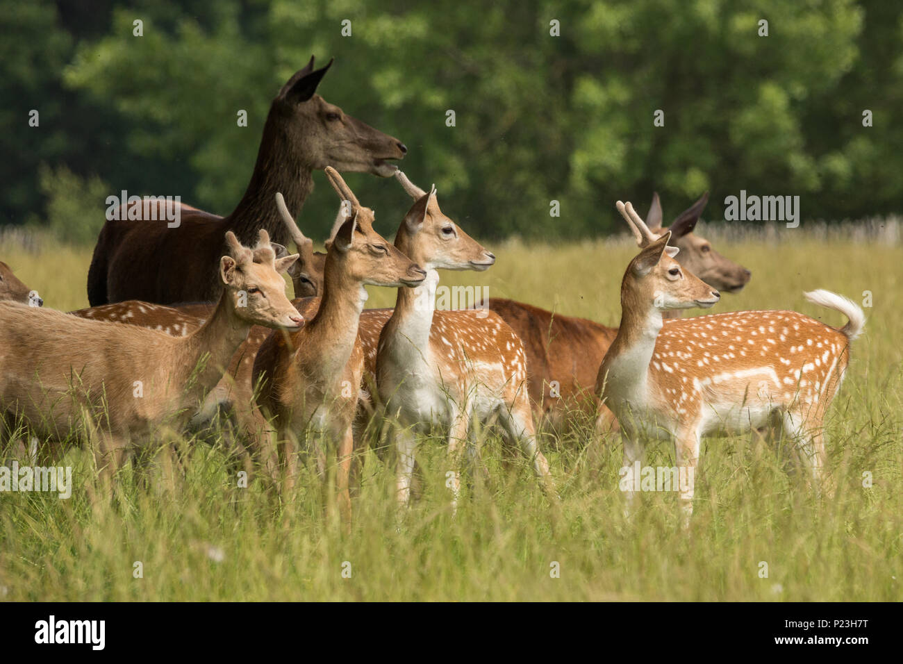 Fallow deer bucks in velvet, mixed herd with red deer Stock Photo - Alamy