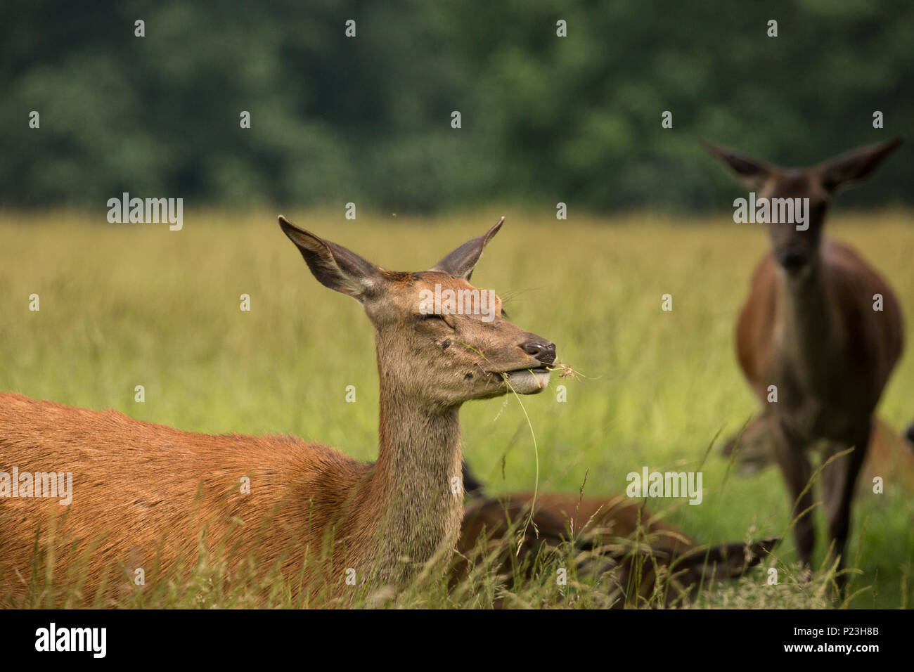 Sleepy red deer hind Stock Photo - Alamy