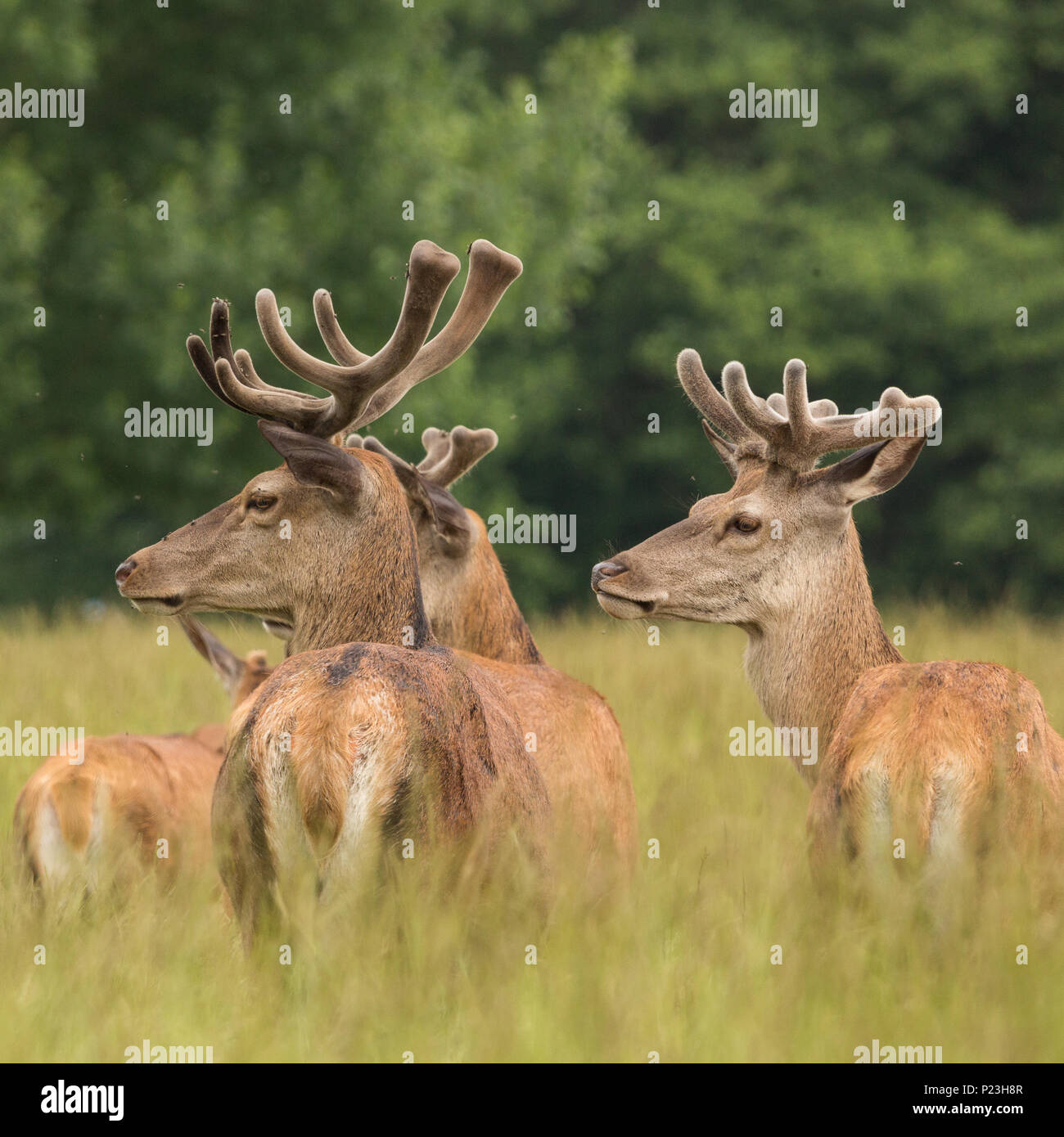 Velvet animals hi-res stock photography and images - Alamy