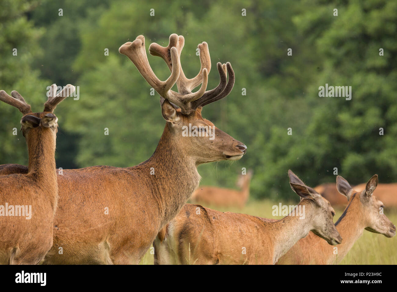 Red deer stag in velvet Stock Photo - Alamy