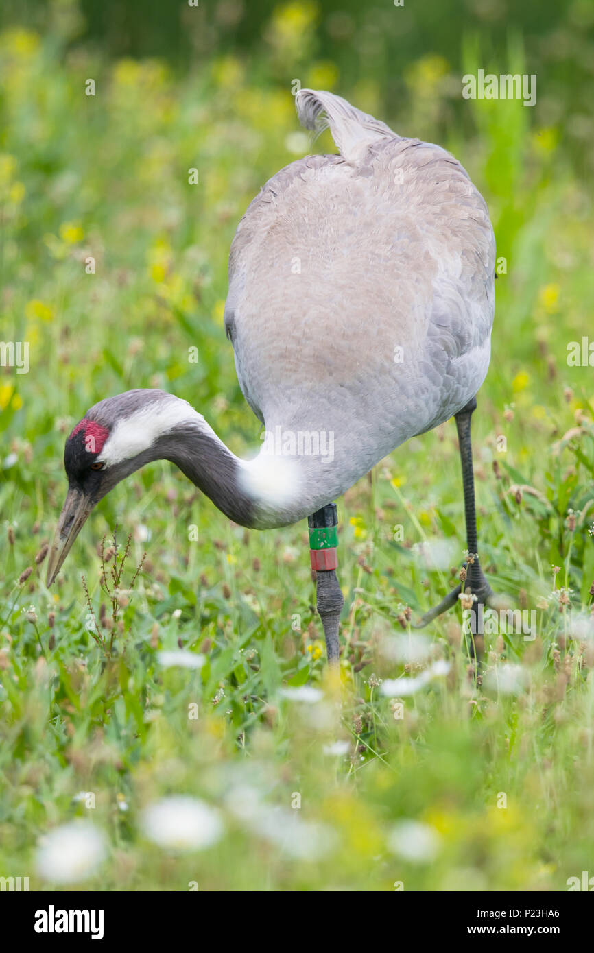 Common Crane at Slimbridge WWT Stock Photo - Alamy