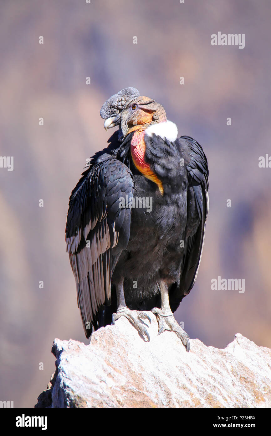 Andean Condor (Vultur gryphus) sitting at Mirador Cruz del Condor in ...