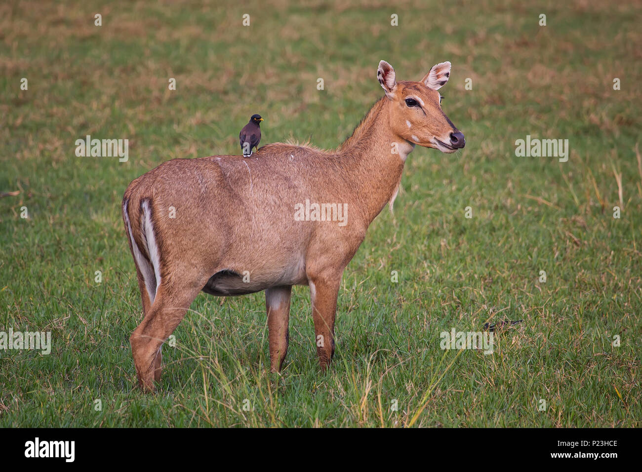 Female Nilgai with Brahminy myna sitting on her in Keoladeo National ...