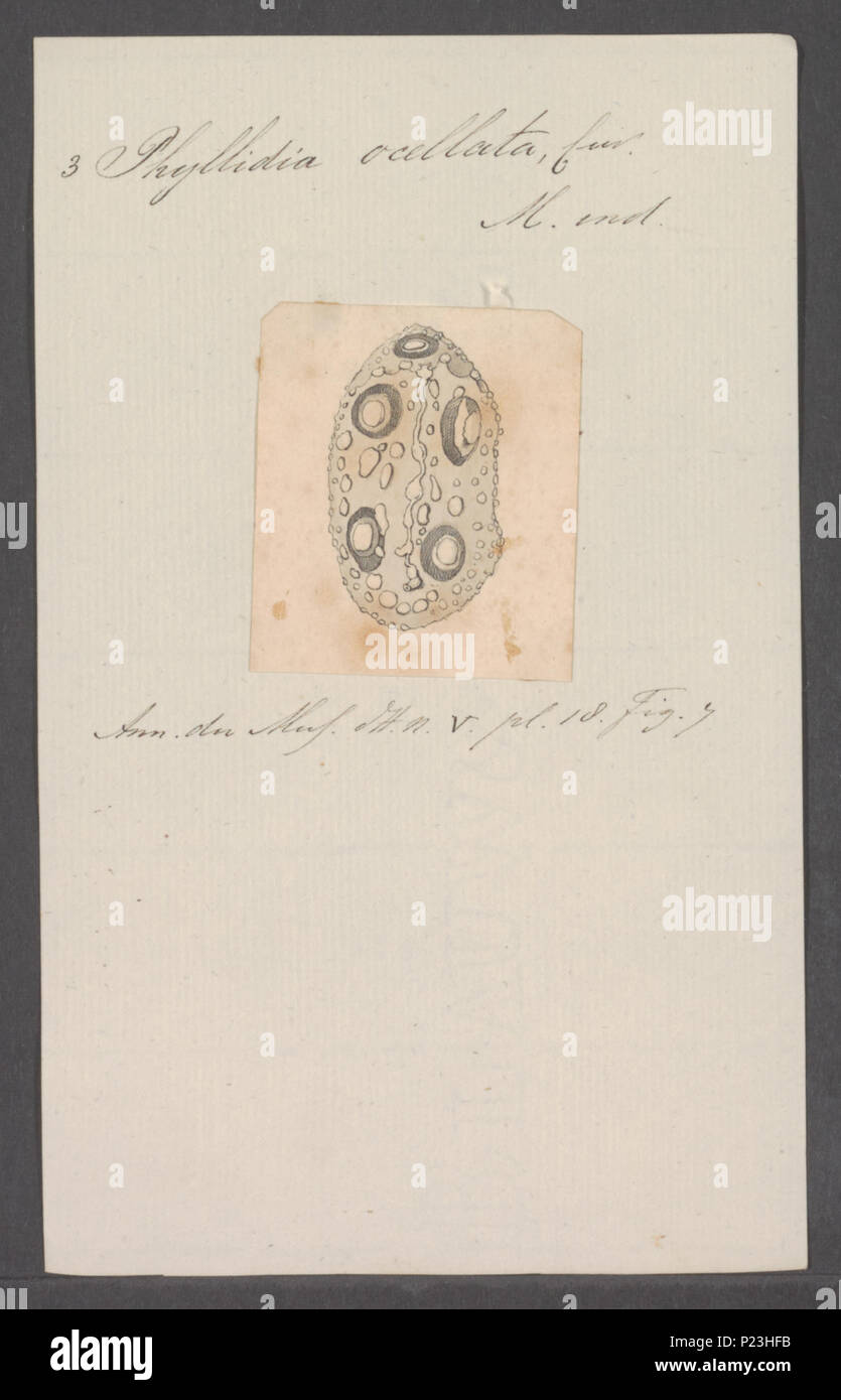 Phyllidia ocellata hi-res stock photography and images - Alamy