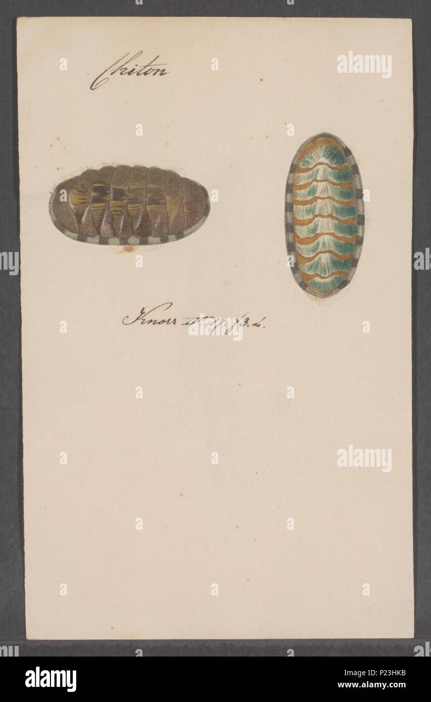 Chiton hi-res stock photography and images - Alamy