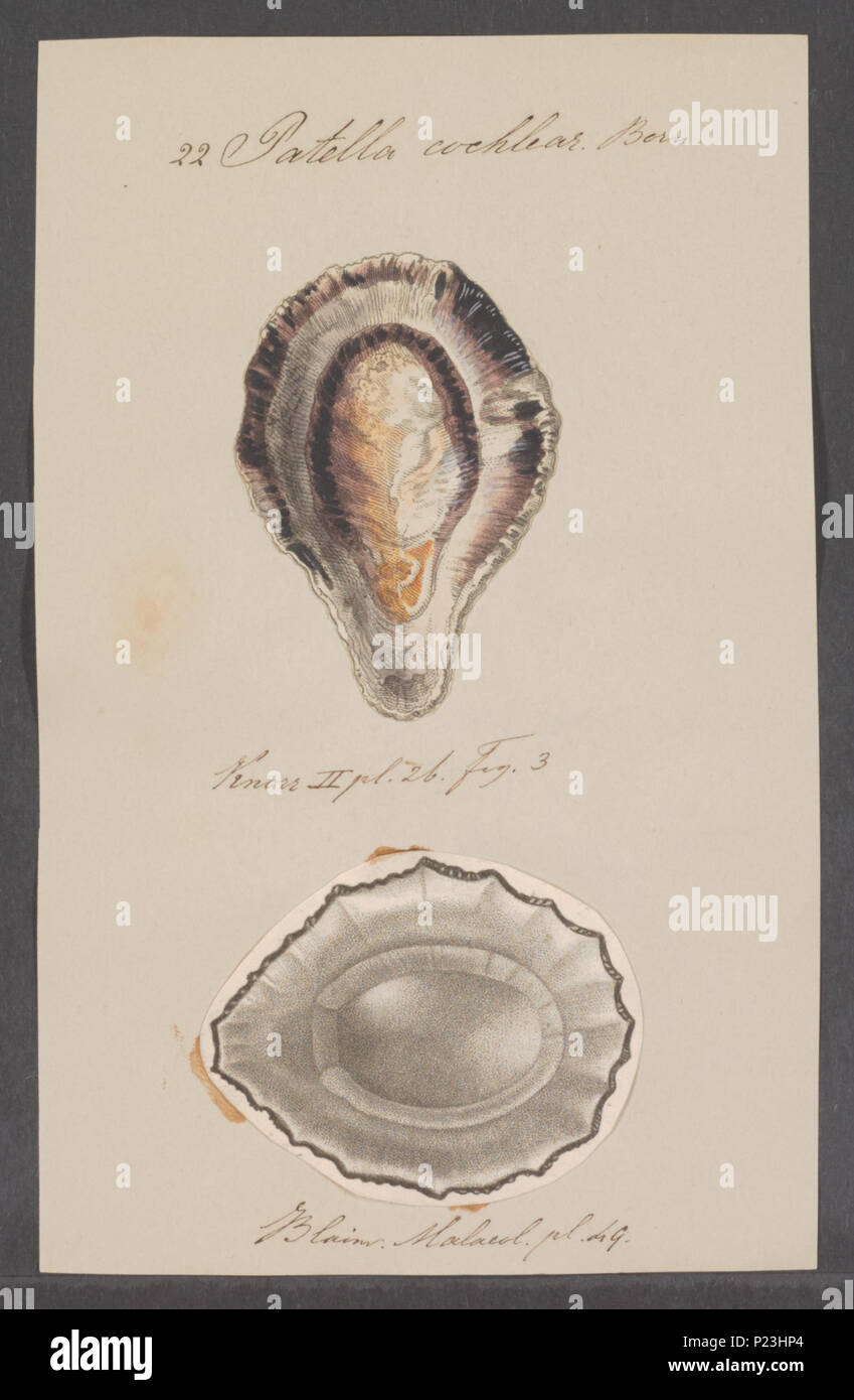 Cochlear shell hi-res stock photography and images - Alamy