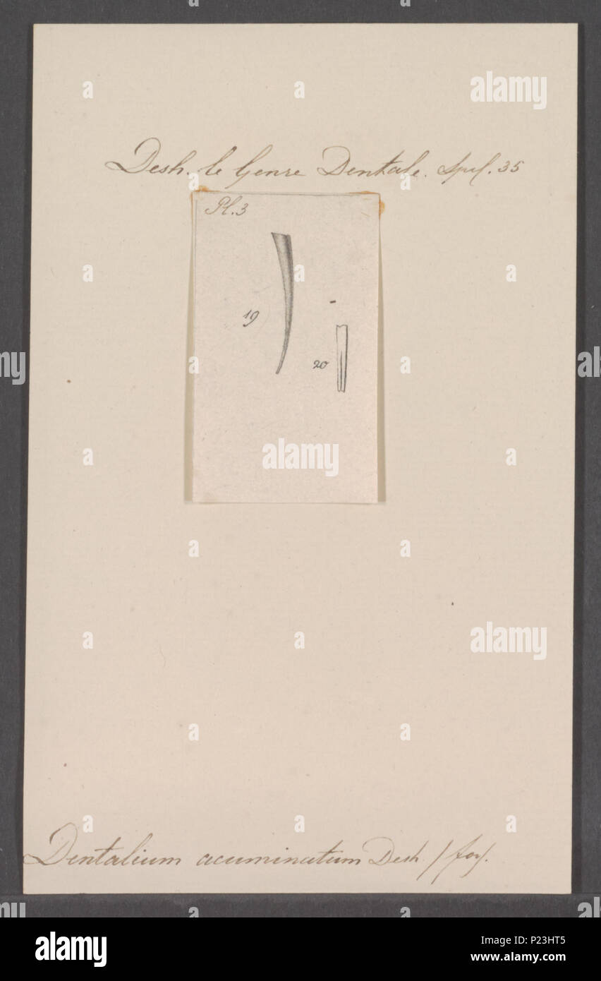 Dentalium acuminatum hi-res stock photography and images - Alamy