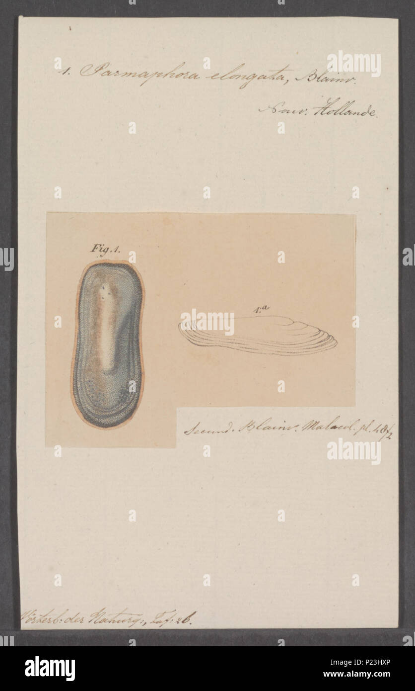 . Parmaphora elongata 217 Parmaphora elongata - - Print - Iconographia ...