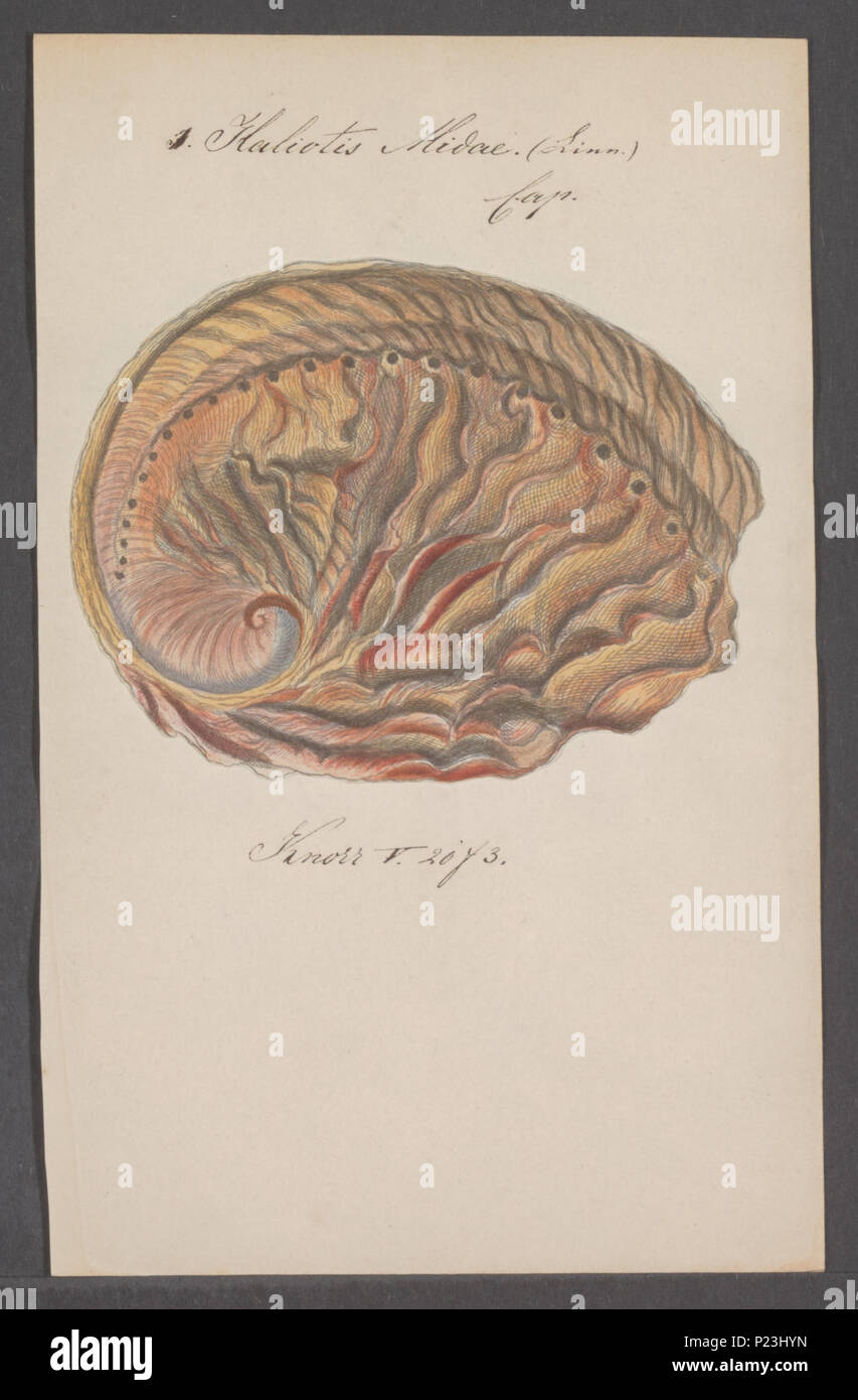 . Haliotis midae 144 Haliotis midae - - Print - Iconographia Zoologica ...