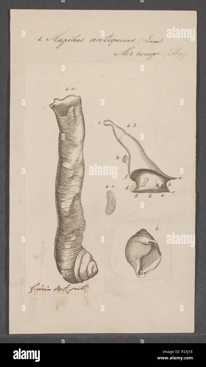 Magilus magilus antiquus hi-res stock photography and images - Alamy