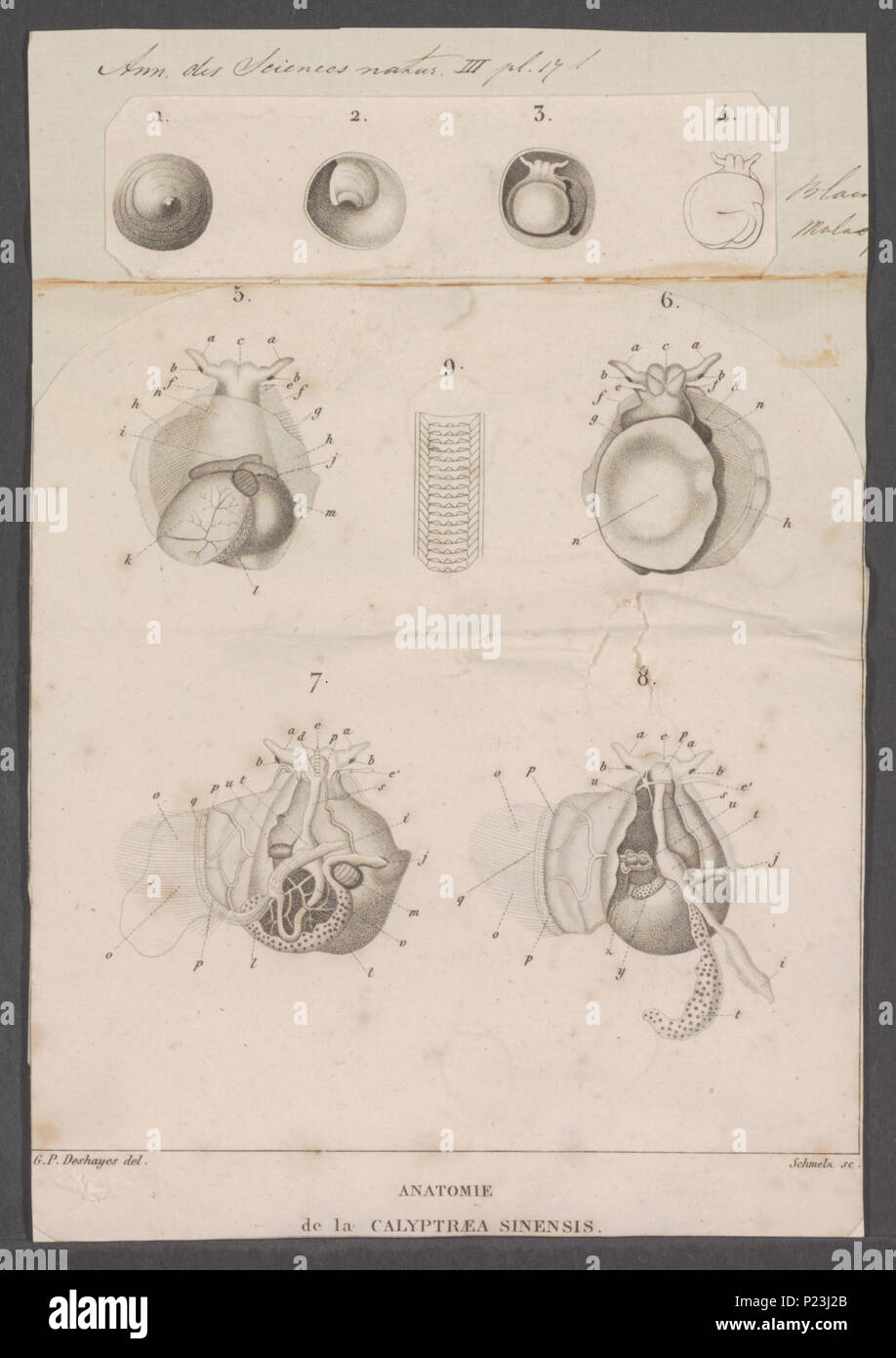 Calyptraea sinensis hi-res stock photography and images - Alamy