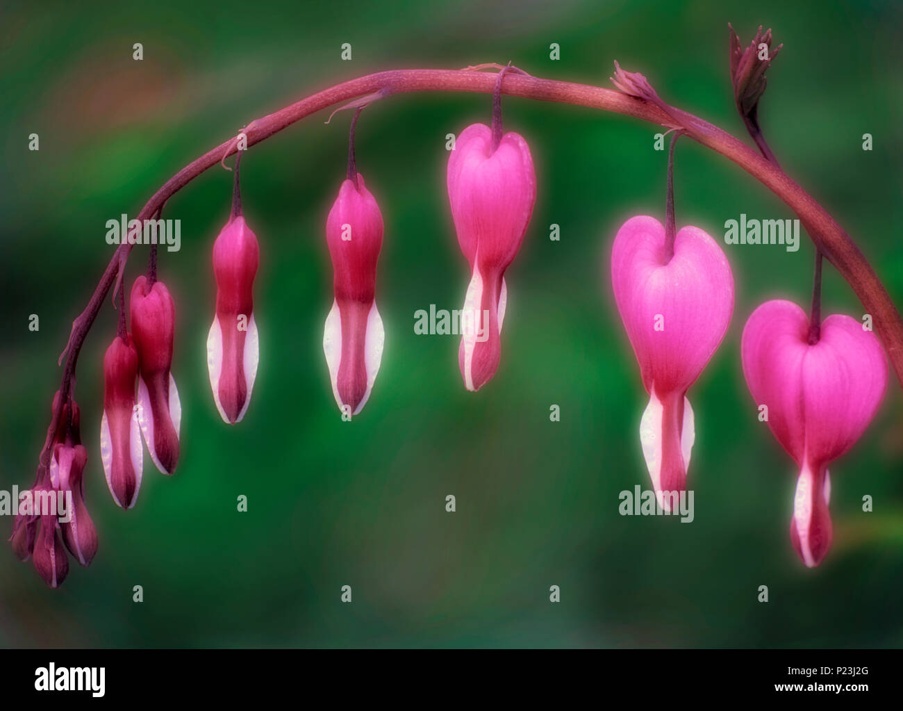 Bleeding Heart (fumaria) after rain. Near Alpine, Oregon Stock Photo ...