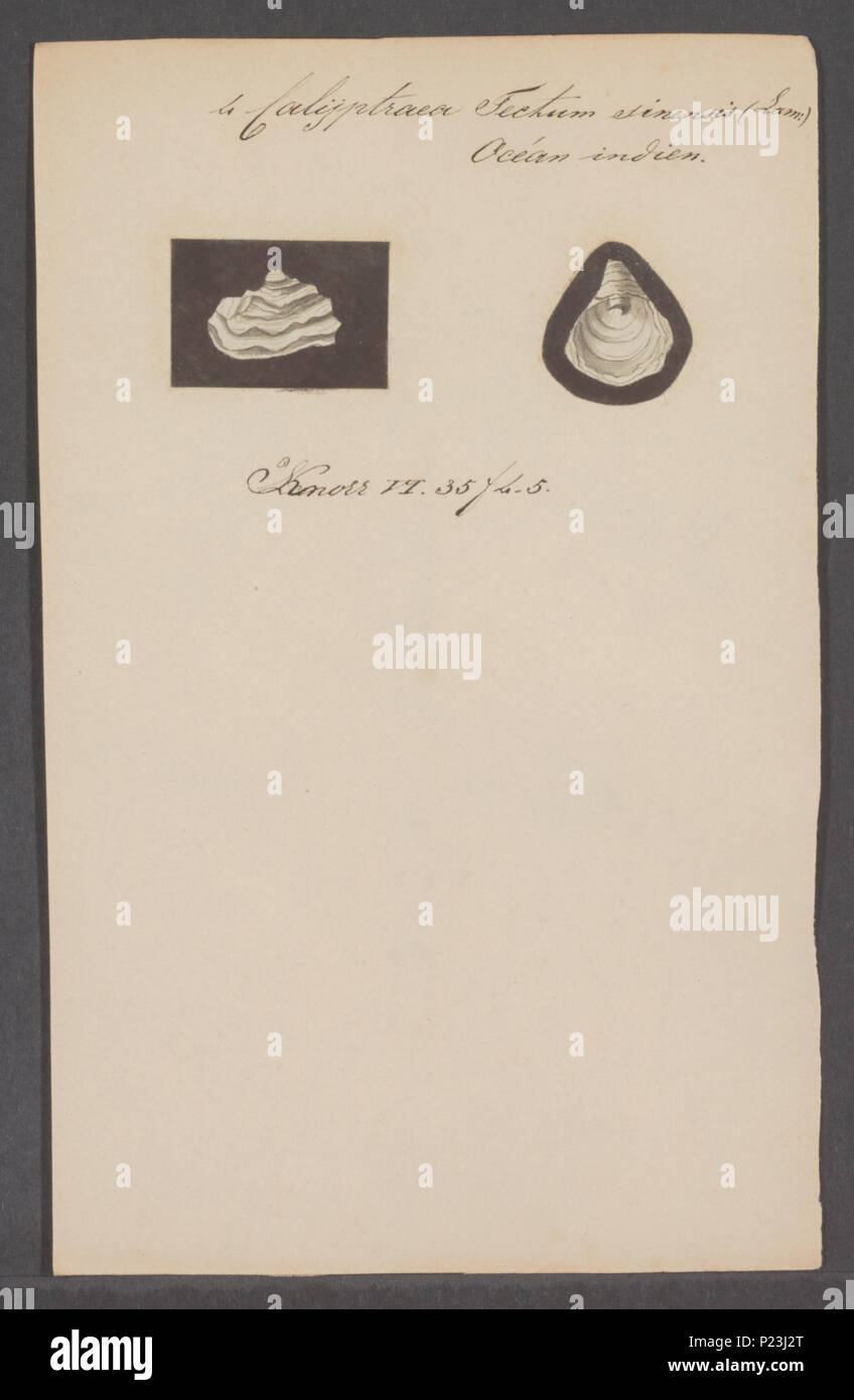 Calyptraea sinensis hi-res stock photography and images - Alamy