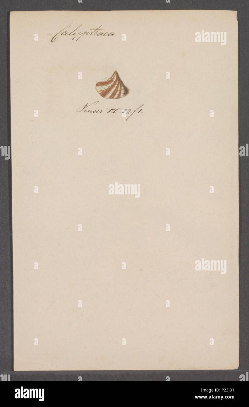 . Calyptraea spec 47 Calyptraea spec. - - Print - Iconographia ...