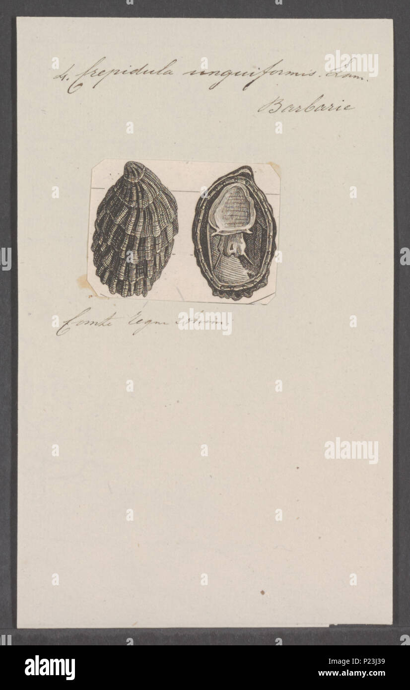 Crepidula unguiformis hi-res stock photography and images - Alamy