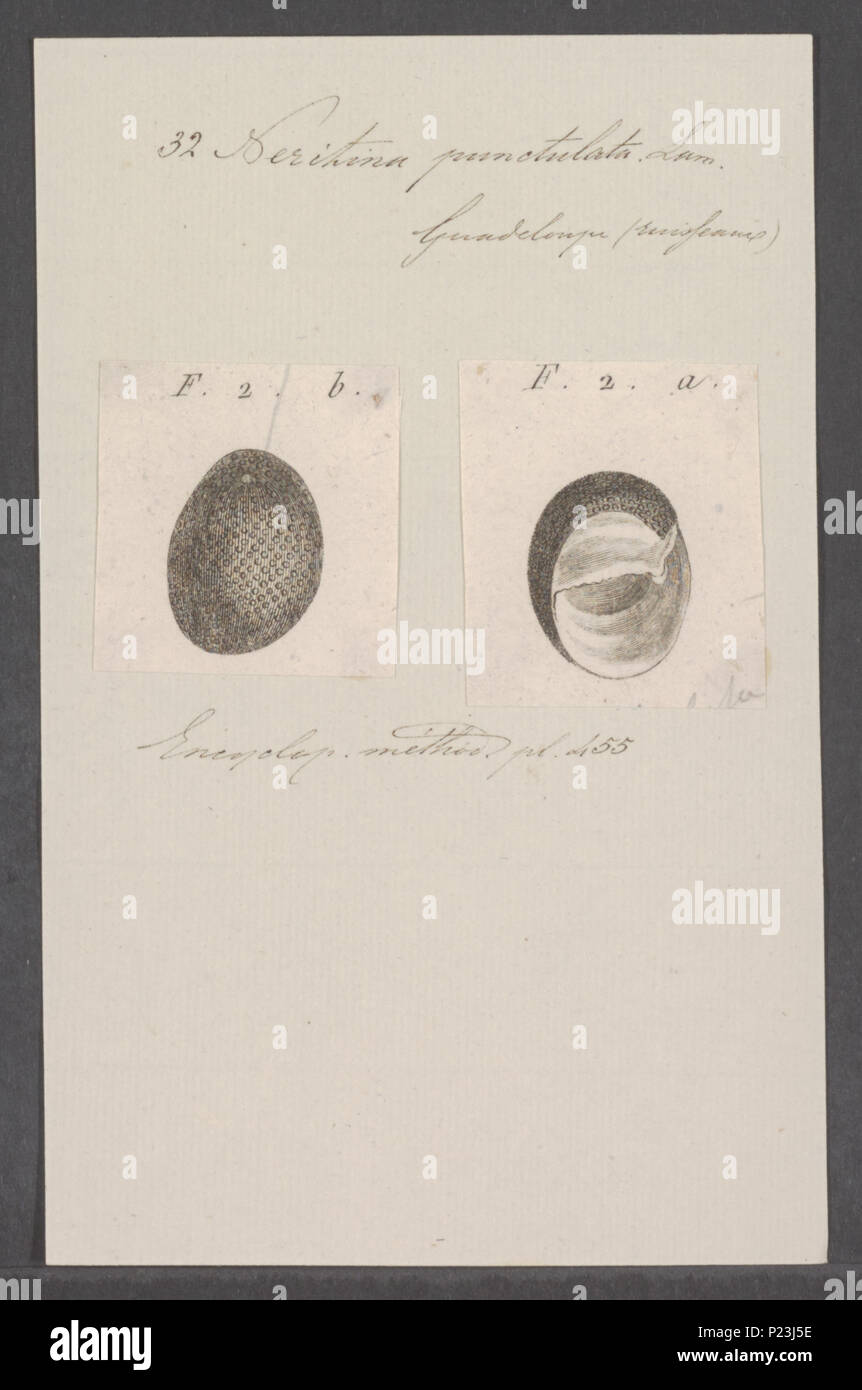 Neritina punctulata hi-res stock photography and images - Alamy