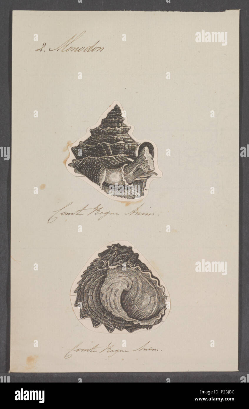 . Monodonta spec 195 Monodonta spec. - - Print - Iconographia Zoologica ...