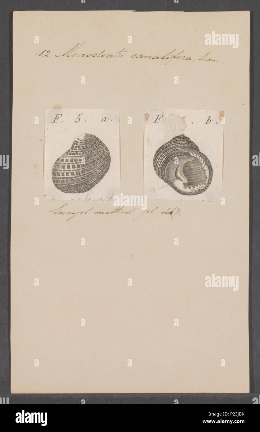 Monodonta canalifera hi-res stock photography and images - Alamy