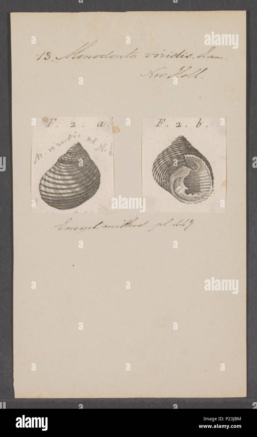 Monodonta viridis hi-res stock photography and images - Alamy