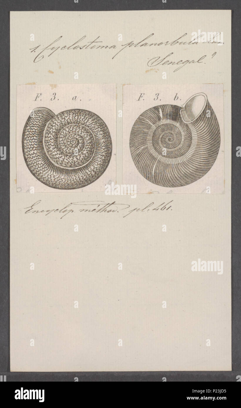 Cyclostoma hi-res stock photography and images - Alamy