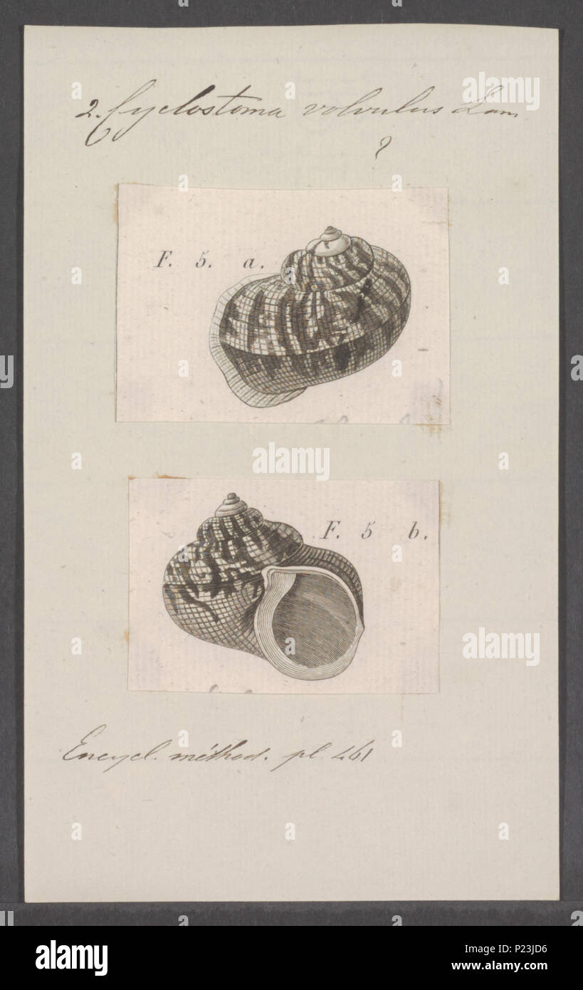 Cyclostoma hi-res stock photography and images - Alamy