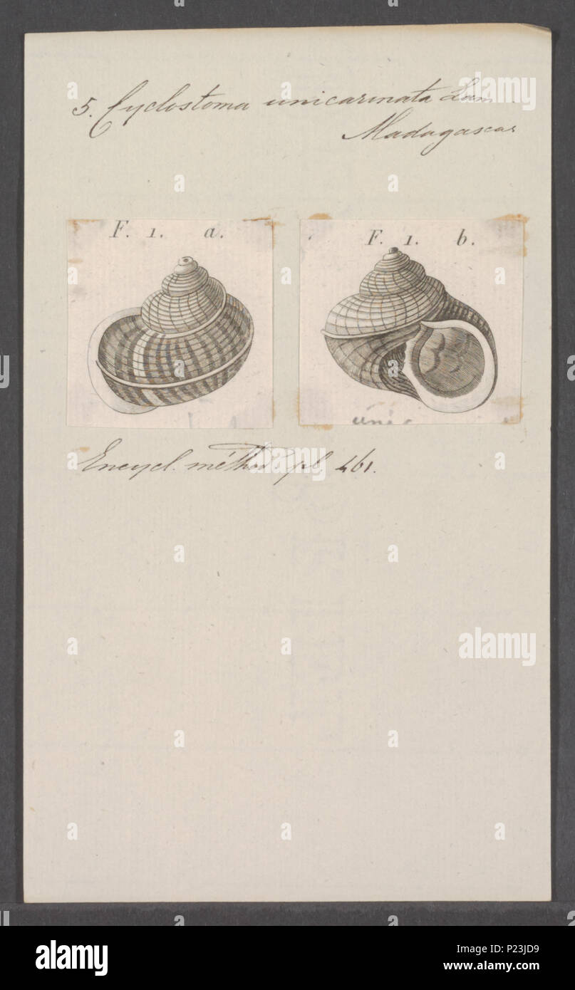 Cyclostoma hi-res stock photography and images - Alamy