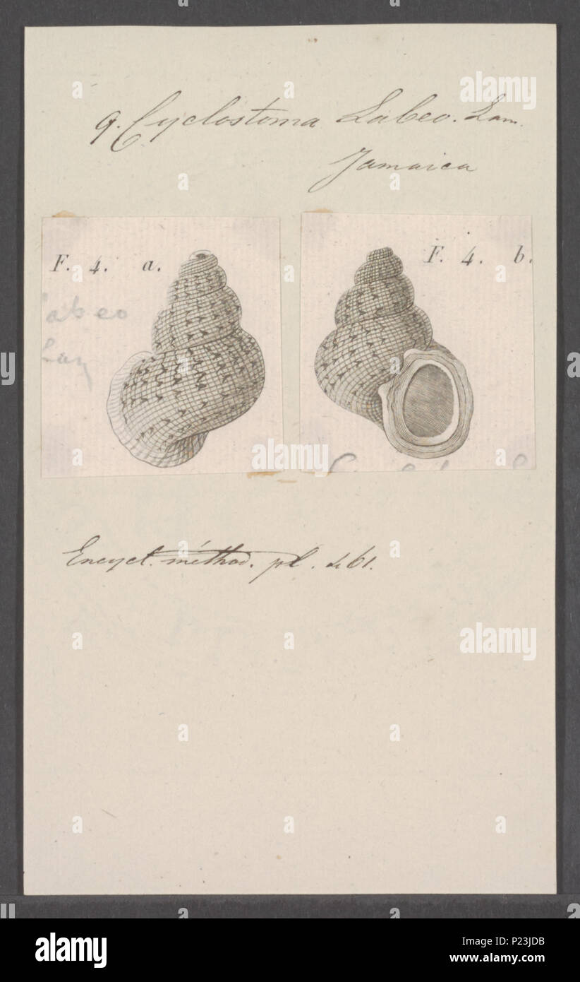 Cyclostoma hi-res stock photography and images - Alamy