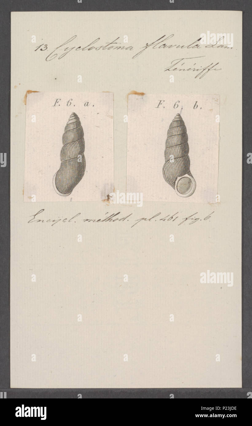 Cyclostoma hi-res stock photography and images - Alamy