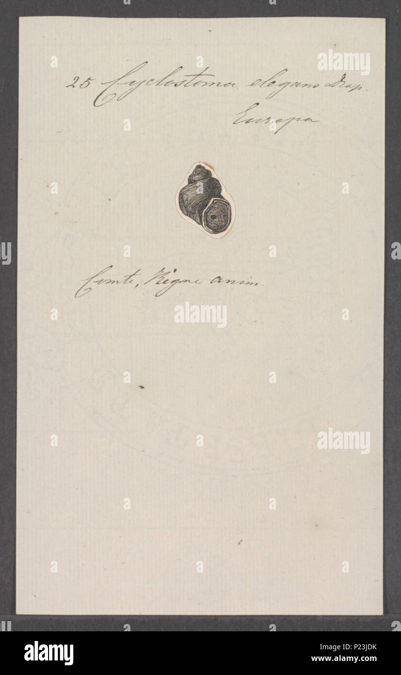 Cyclostoma hi-res stock photography and images - Alamy