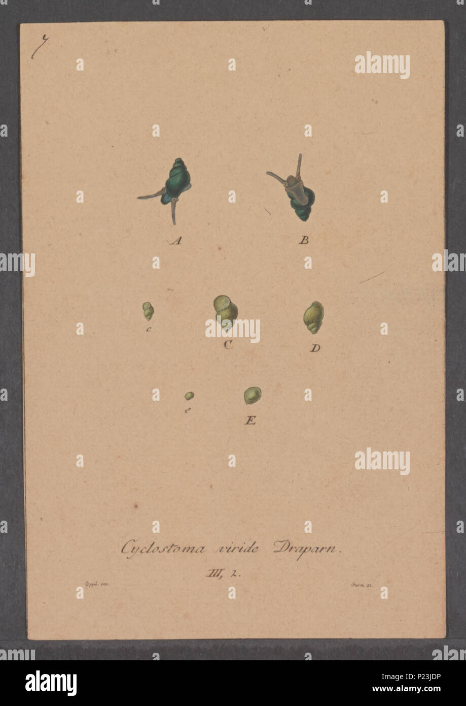 Cyclostoma hi-res stock photography and images - Alamy