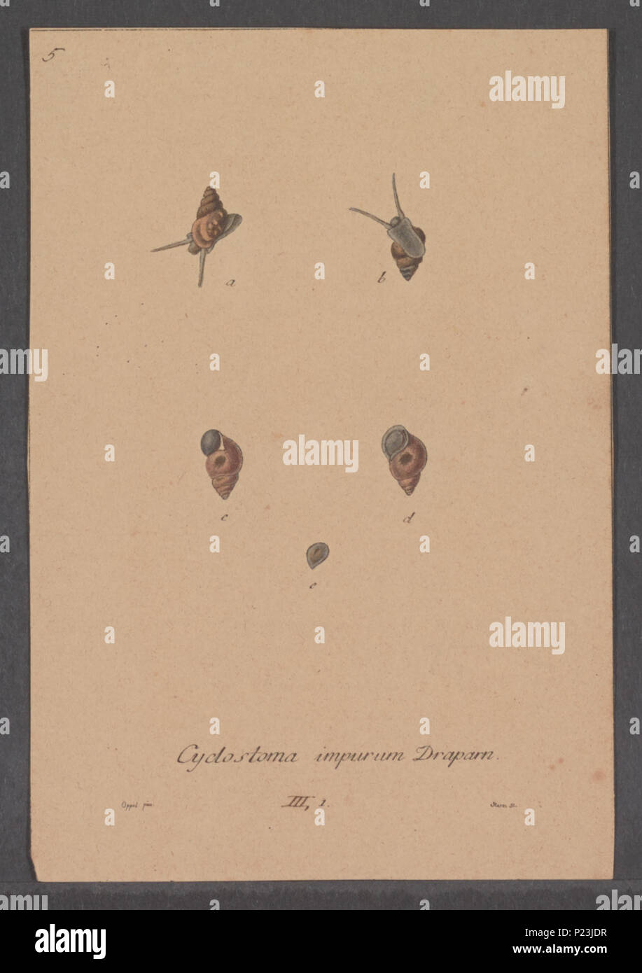 . Cyclostoma impurum 72 Cyclostoma impurum - - Print - Iconographia ...