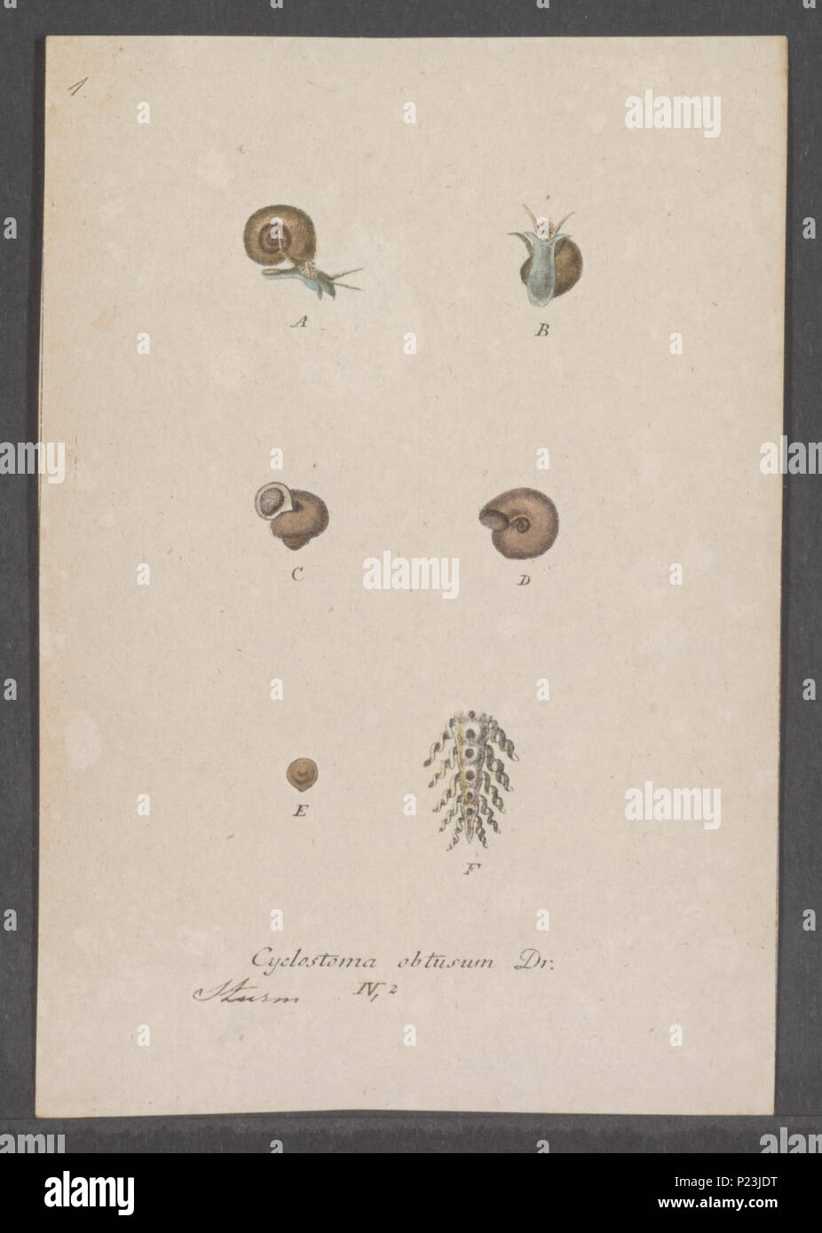 . Cyclostoma obtusum 72 Cyclostoma obtusum - - Print - Iconographia ...