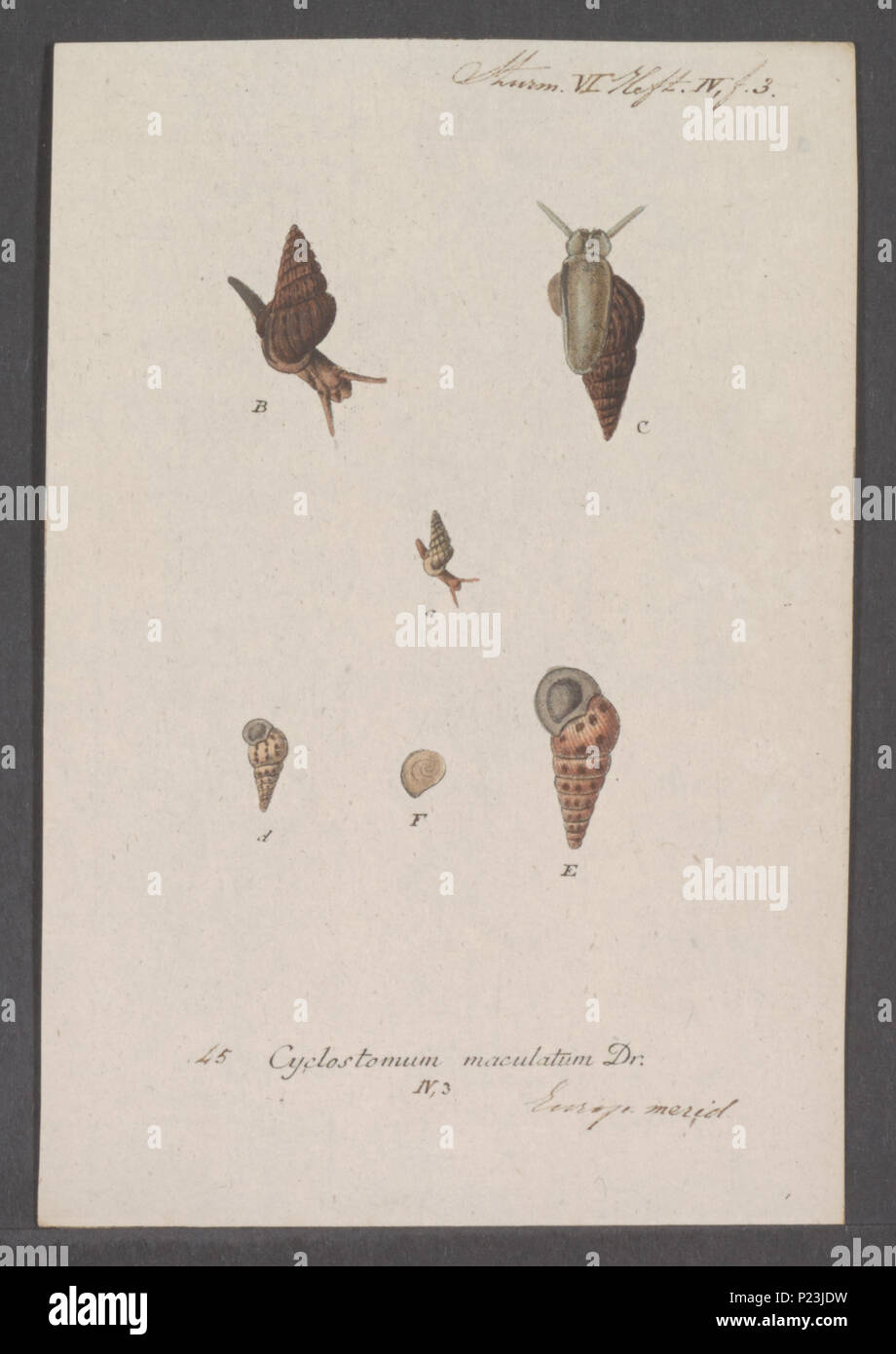 Cyclostoma hi-res stock photography and images - Alamy