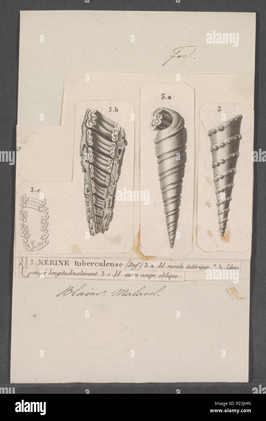 . Nerinea tuberculosa 201 Nerinea tuberculosa - - Print - Iconographia ...