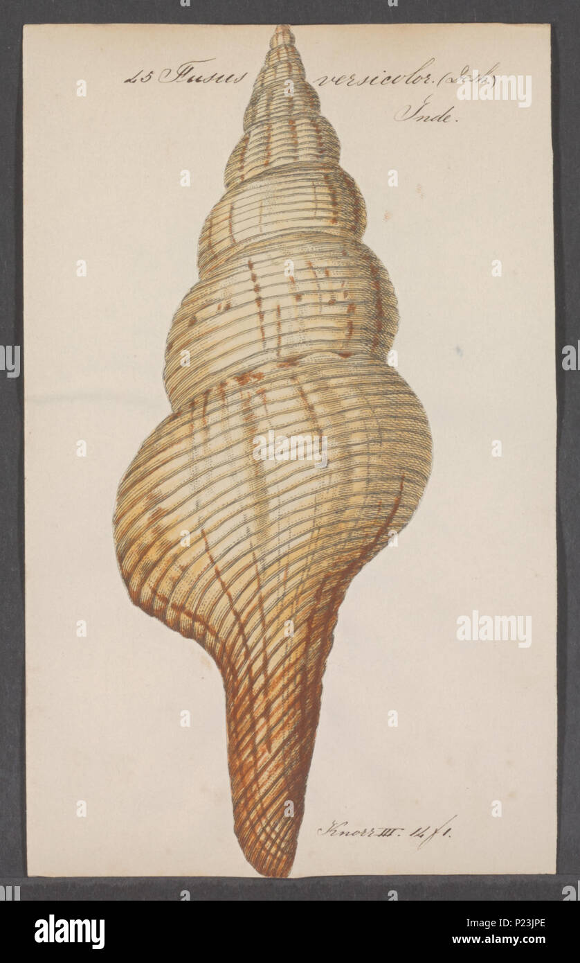 Conchological collections hi-res stock photography and images - Alamy