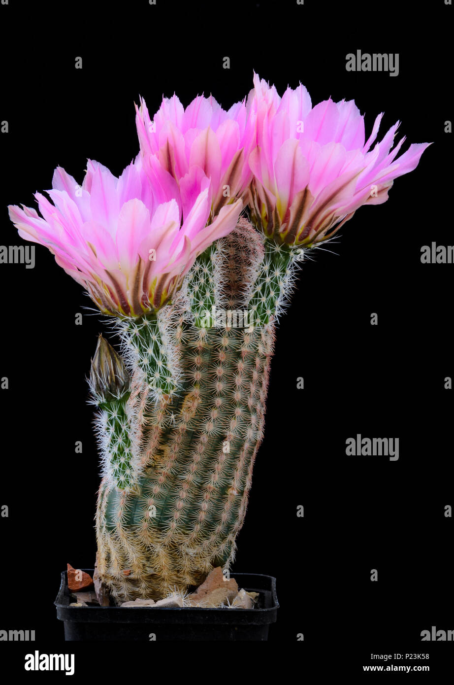 Cactus Echinocereus pectinatus with flower isolated on Black Stock ...