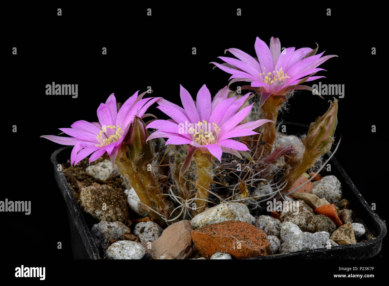 Cactus Lobivia wrightiana with flower isolated on Black Stock Photo - Alamy
