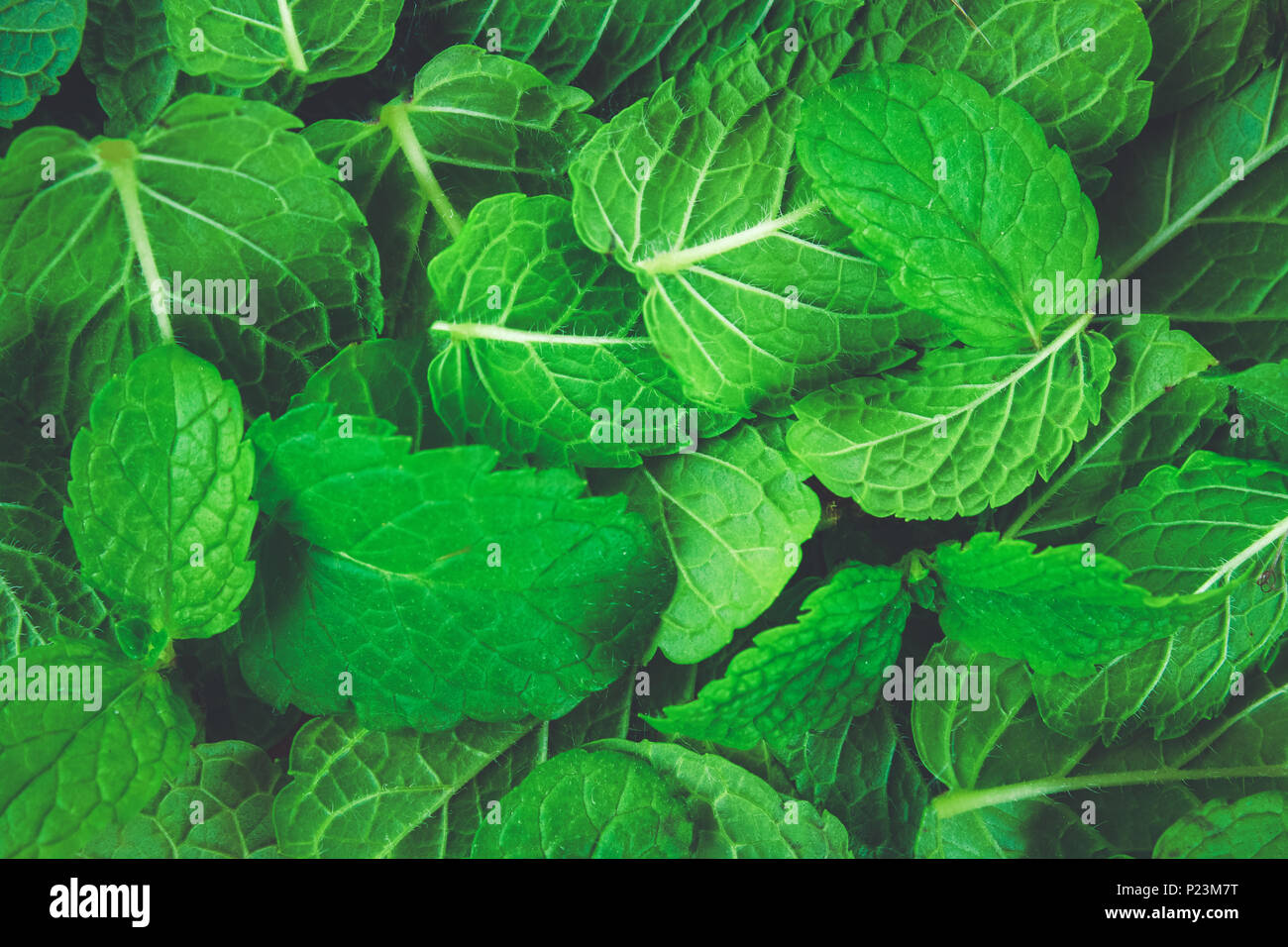 Texture of green peppermint leaves. Background, postcard Stock Photo ...