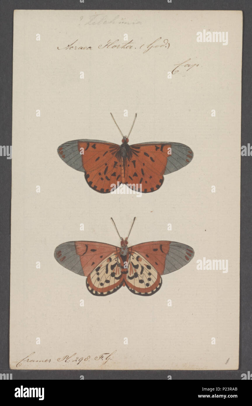 Acraea genus hi-res stock photography and images - Alamy