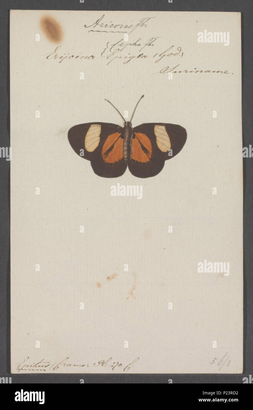 Aricoris hi-res stock photography and images - Alamy