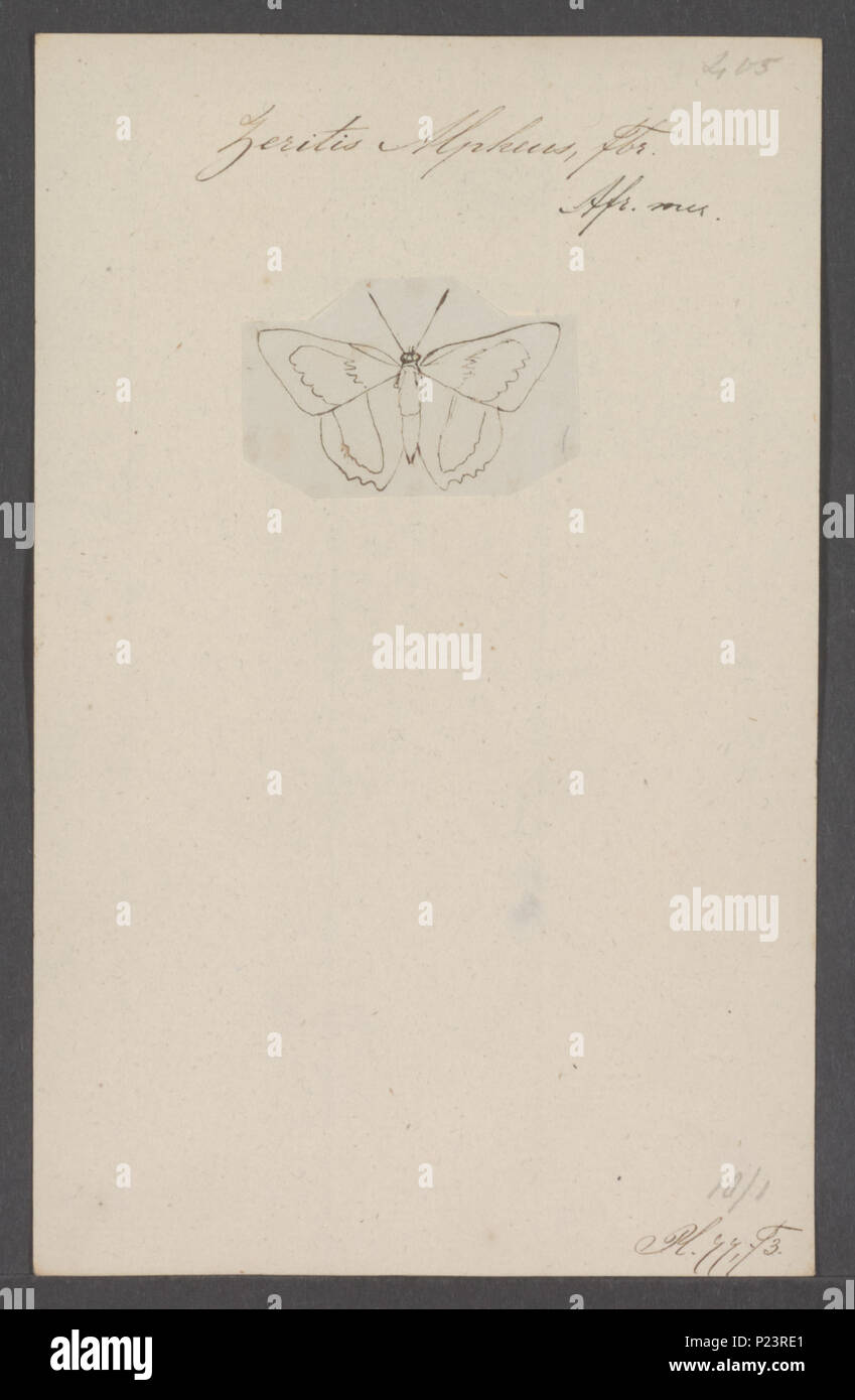 Capys hi-res stock photography and images - Alamy