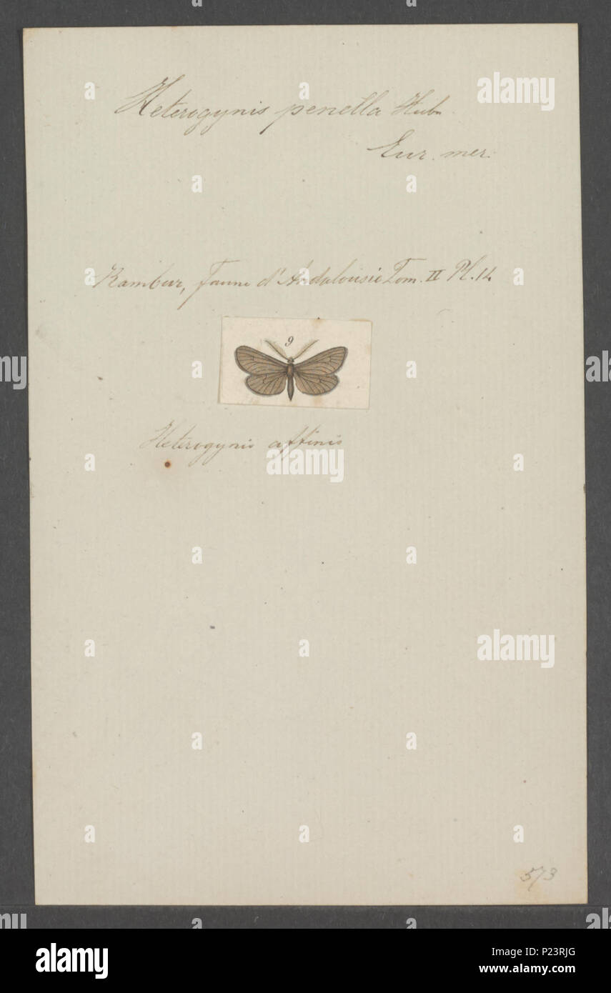 Heterogynis hi-res stock photography and images - Alamy