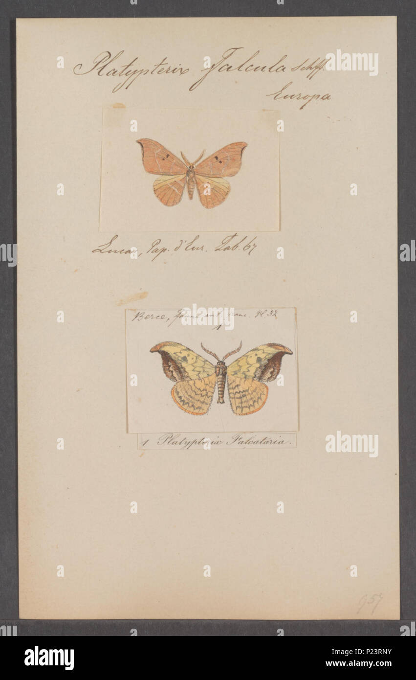 Drepana hi-res stock photography and images - Alamy