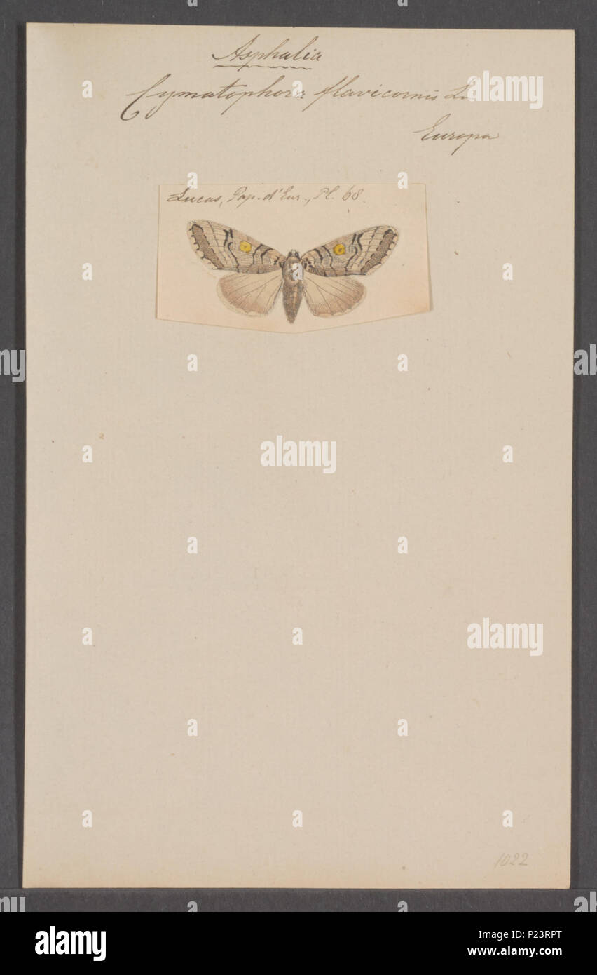 Asphalia hi-res stock photography and images - Alamy