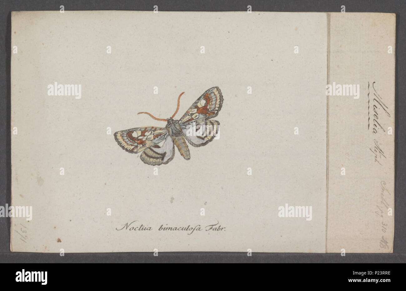 Miselia hi-res stock photography and images - Alamy