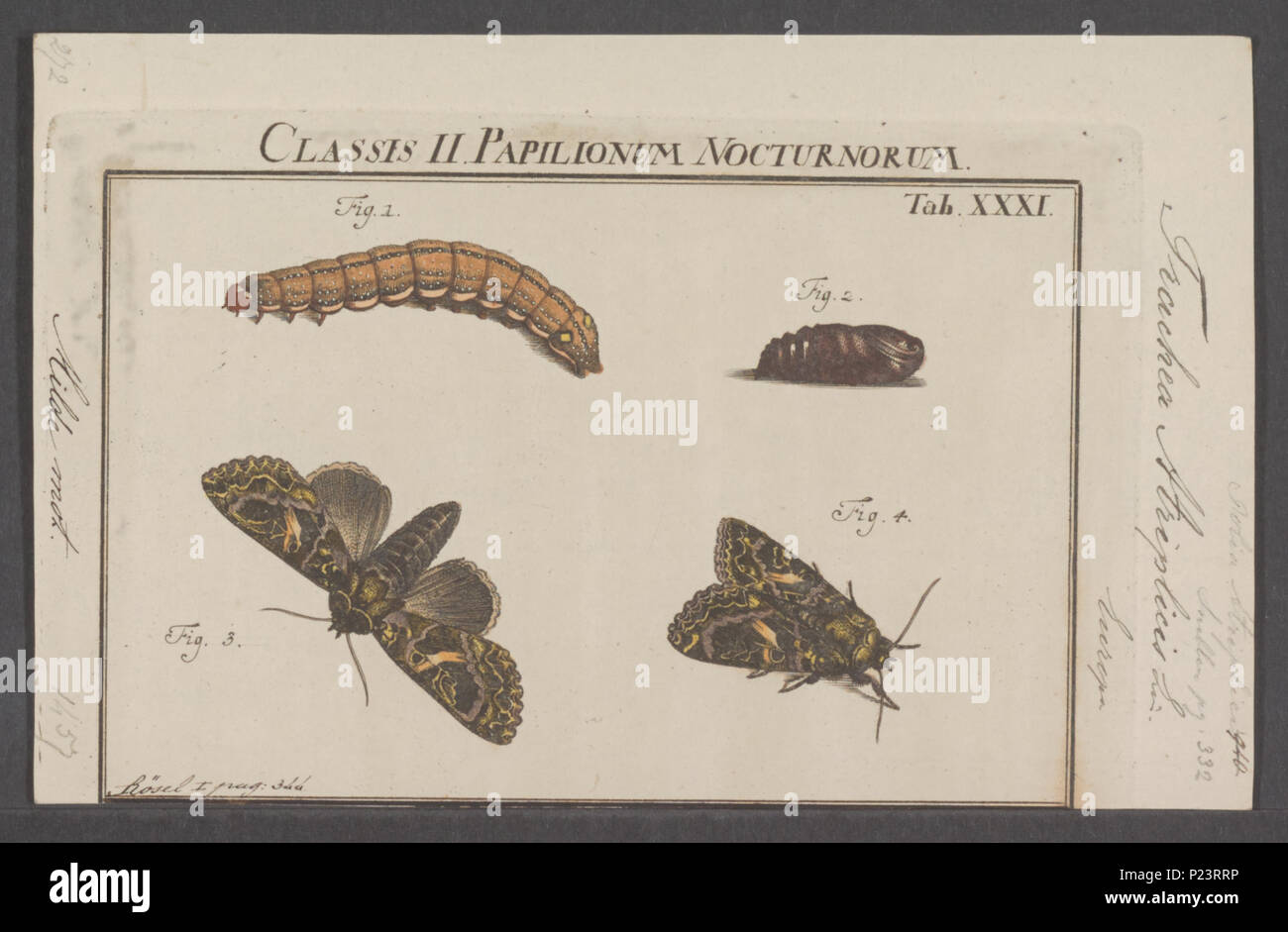 . Trachea 307 Trachea - Print - Iconographia Zoologica - Special ...